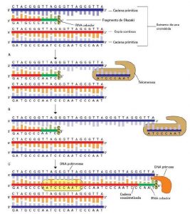 Telómeros, cáncer y envejecimiento - ChemEvol