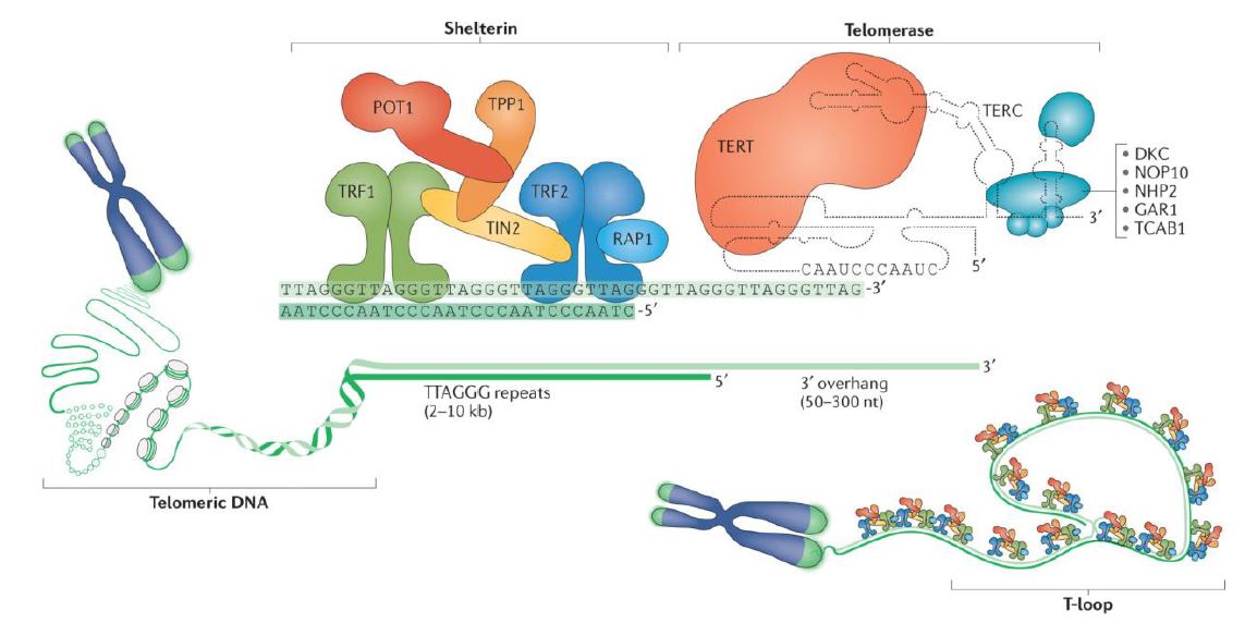 Telómeros, cáncer y envejecimiento - ChemEvol