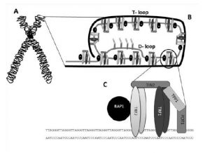 Telómeros, cáncer y envejecimiento – ChemEvol