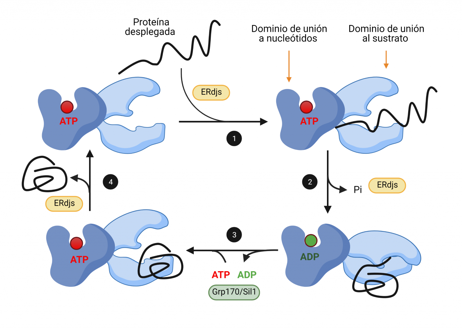 Control de calidad de proteínas en el retículo endoplasmático - ChemEvol