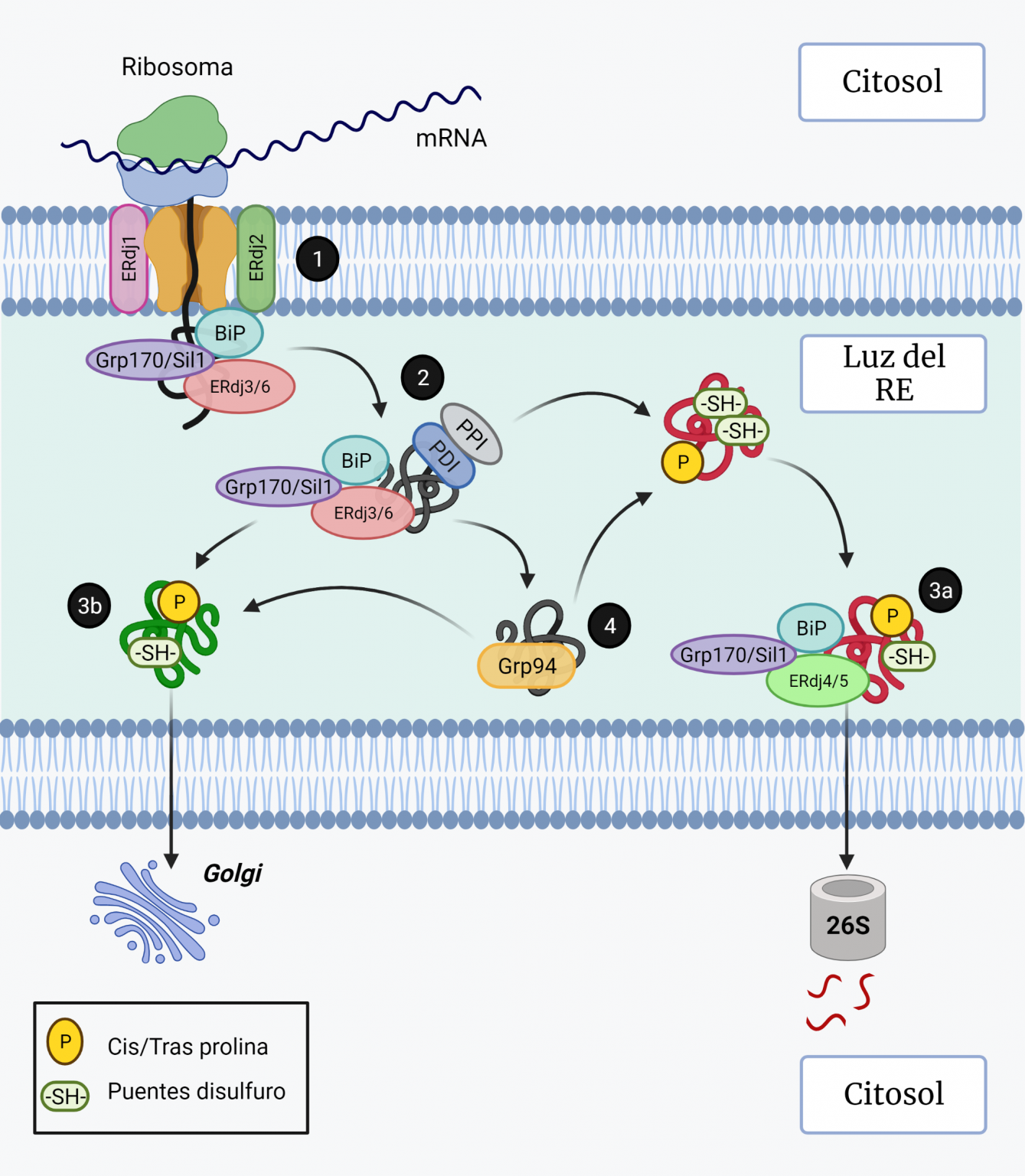 Control de calidad de proteínas en el retículo endoplasmático - ChemEvol