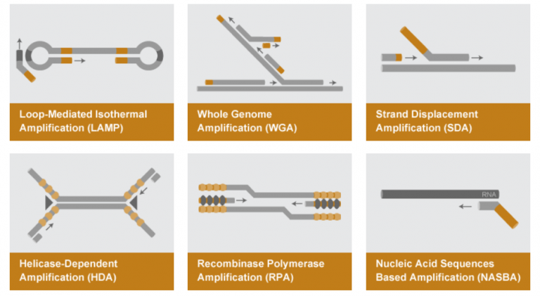 AMPLIFICACIÓN ISOTÉRMICA MEDIADA POR BUCLE (LAMP) - ChemEvol