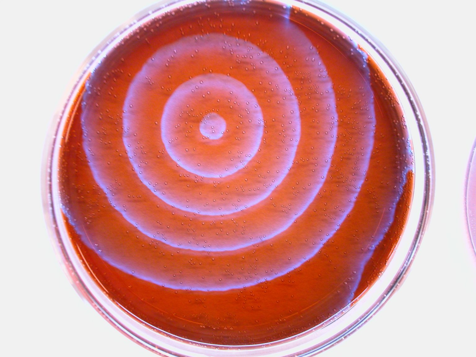 ¿Por qué el número de la suerte es el 7?. Sobre dados, entropía, vida y ...