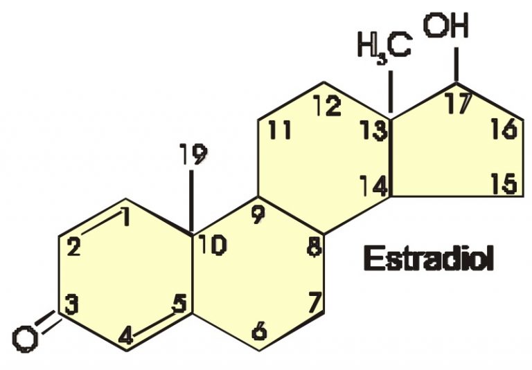 Receptores de estrógenos, ¿cuál es su papel menos conocido? - ChemEvol