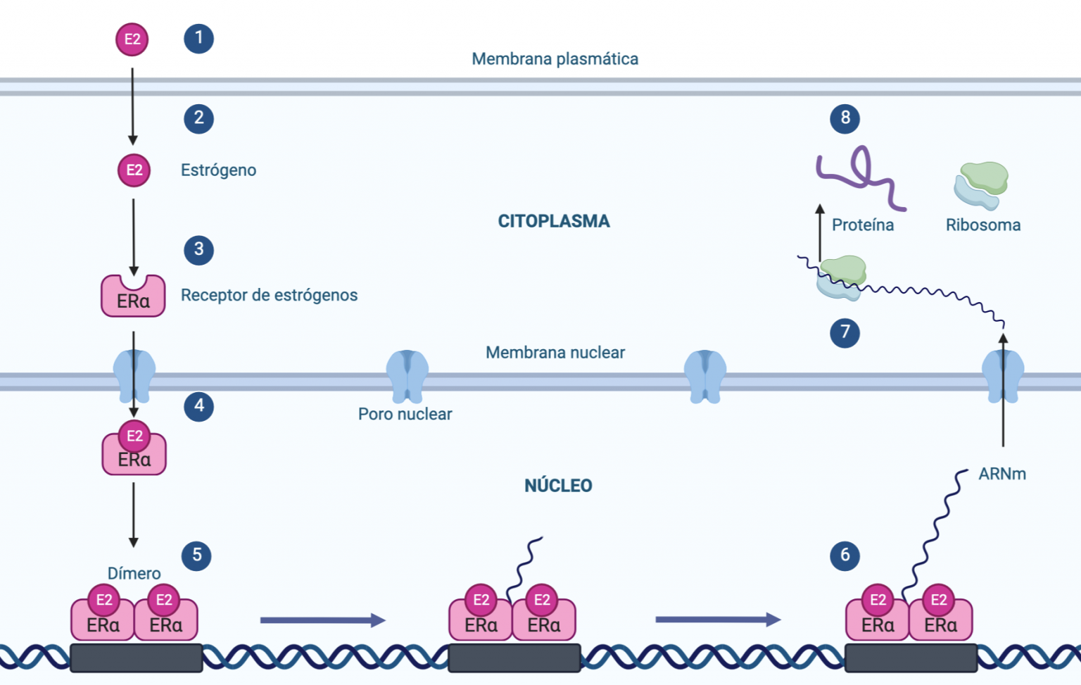 Receptores de estrógenos, ¿cuál es su papel menos conocido? - ChemEvol