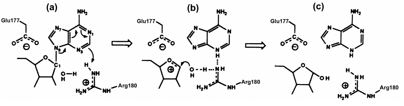Toxinas Proteicas: Ricina - ChemEvol