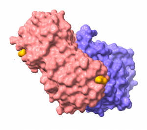 Toxinas Proteicas: Ricina - ChemEvol