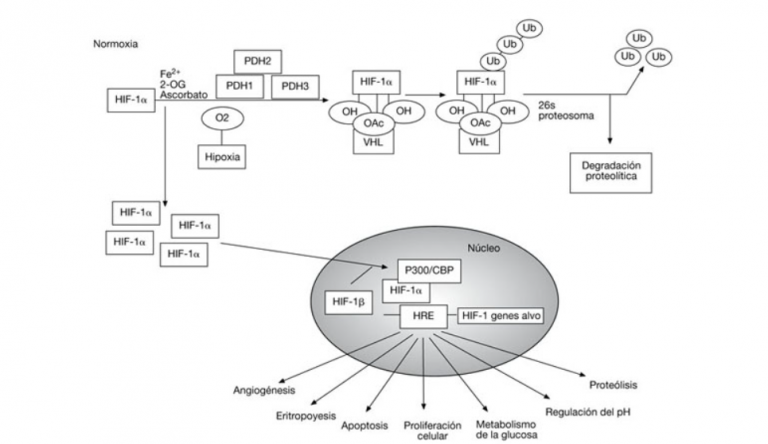 FACTOR INDUCIBLE POR HIPOXIA (HIF) - ChemEvol