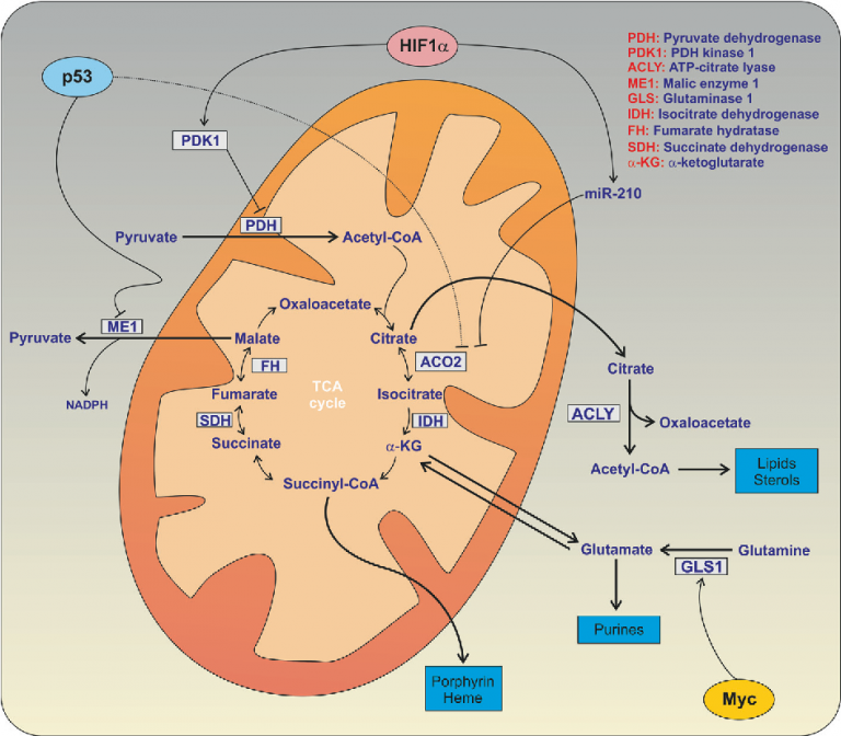 La enzima de las mil caras: El complejo 2-oxoglutarato deshidrogenasa ...