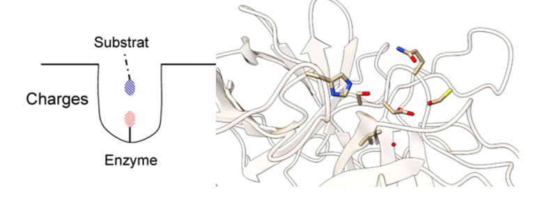 TRIPSINA: LA PRIMERA «ENZIMA» – ChemEvol