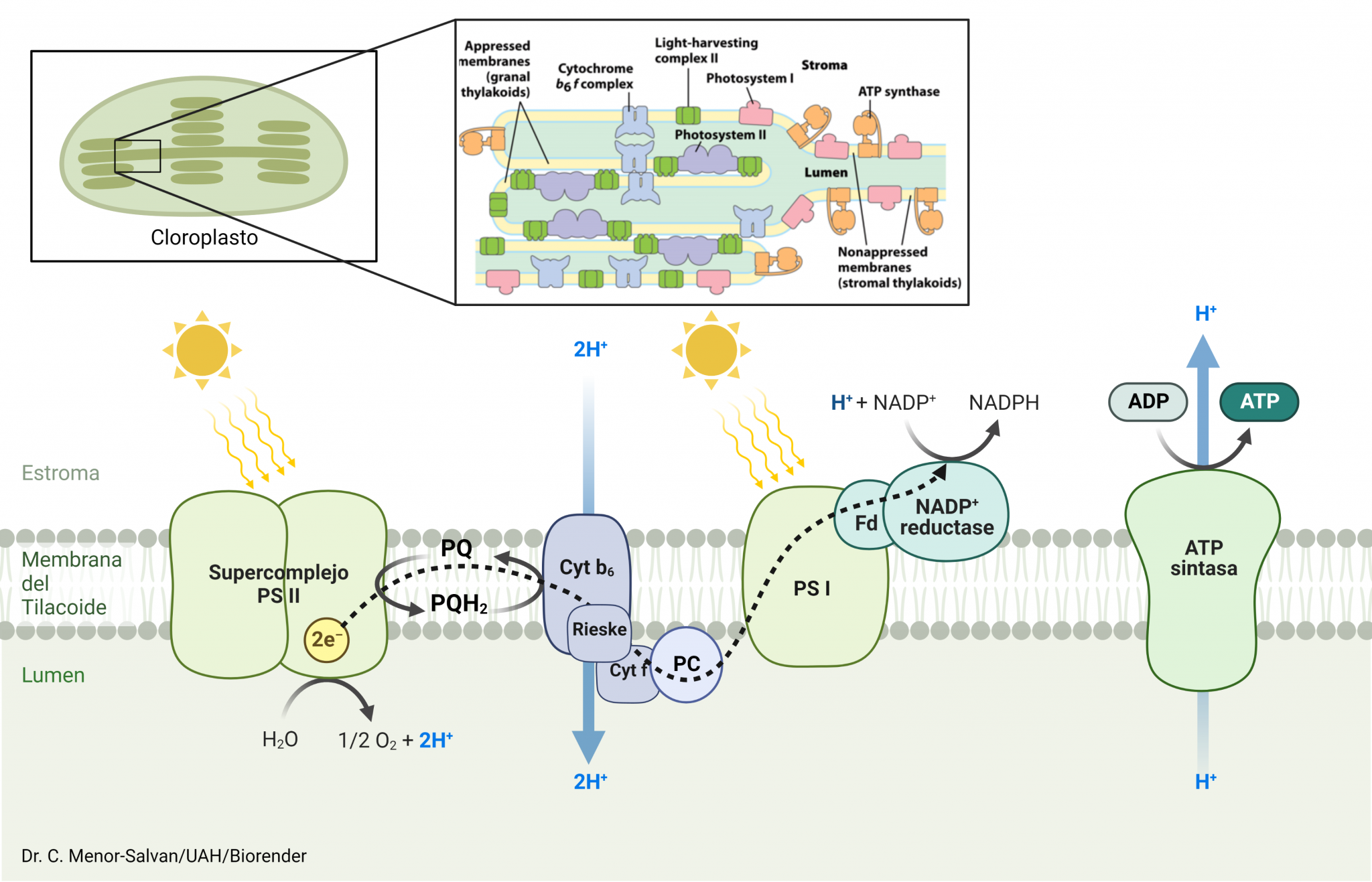 El Fotosistema I - ChemEvol