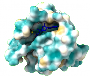 No siempre cuanto más mejor, regula tus fosfatos. PROTEÍNA RAS E ...