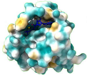 No siempre cuanto más mejor, regula tus fosfatos. PROTEÍNA RAS E ...
