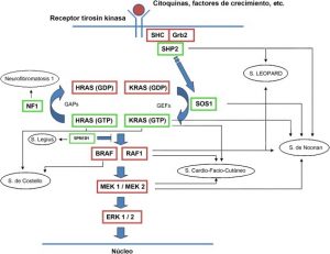 No siempre cuanto más mejor, regula tus fosfatos. PROTEÍNA RAS E ...