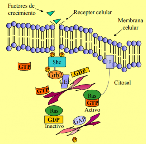 No siempre cuanto más mejor, regula tus fosfatos. PROTEÍNA RAS E ...