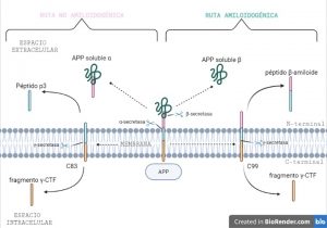 β-AMILOIDE, EL PÉPTIDO QUE NO DEJA RECORDAR - ChemEvol