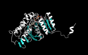 Lactato deshidrogenasa (LDH) - ChemEvol