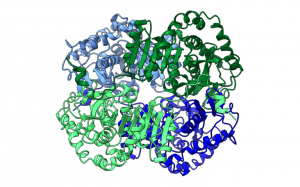 Lactato deshidrogenasa (LDH) - ChemEvol