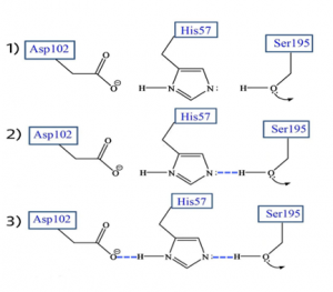 TRIPSINA: LA PRIMERA "ENZIMA" - ChemEvol