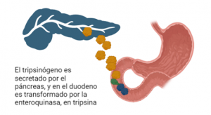 TRIPSINA: LA PRIMERA "ENZIMA" - ChemEvol