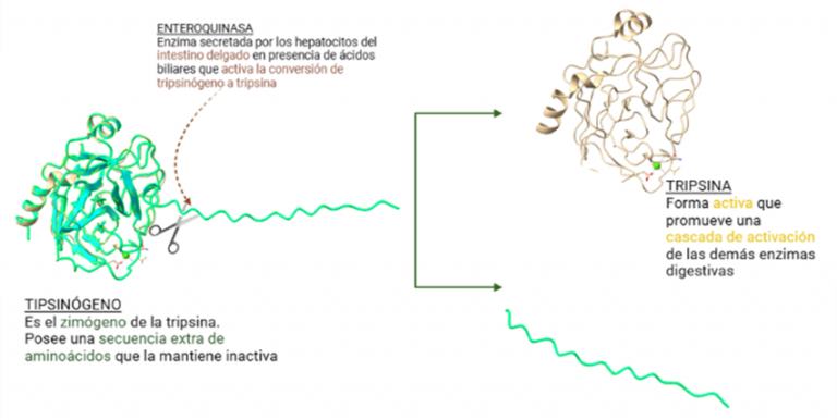 TRIPSINA: LA PRIMERA "ENZIMA" - ChemEvol