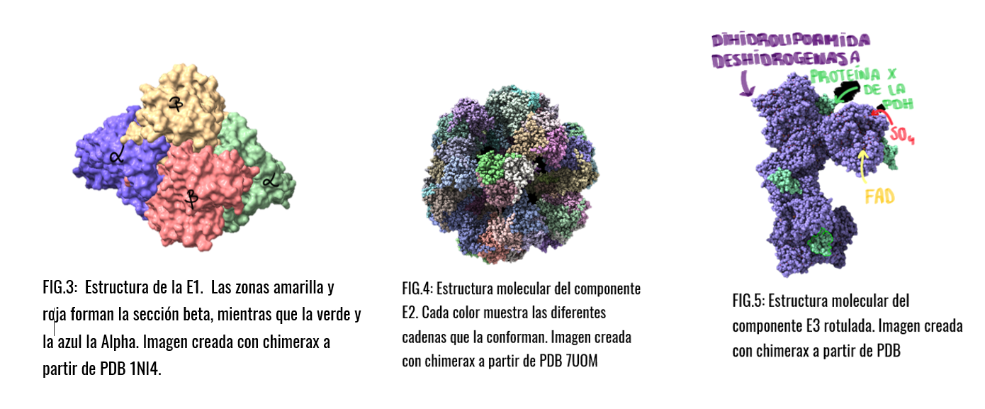 LA PIRUVATO DESHIDROGENSA. LA ENZIMA INDISPENSABLE DEL METABOLISMO ...
