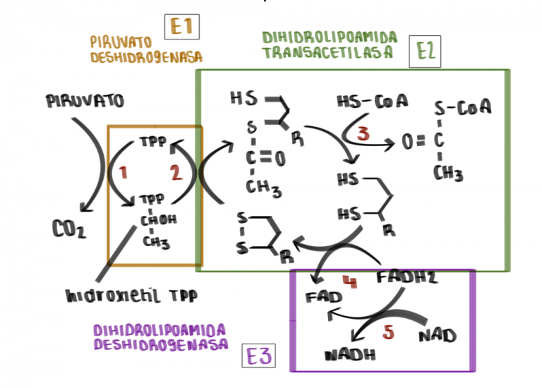 LA PIRUVATO DESHIDROGENSA. LA ENZIMA INDISPENSABLE DEL METABOLISMO ...