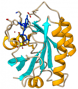 No siempre cuanto más mejor, regula tus fosfatos. PROTEÍNA RAS E ...