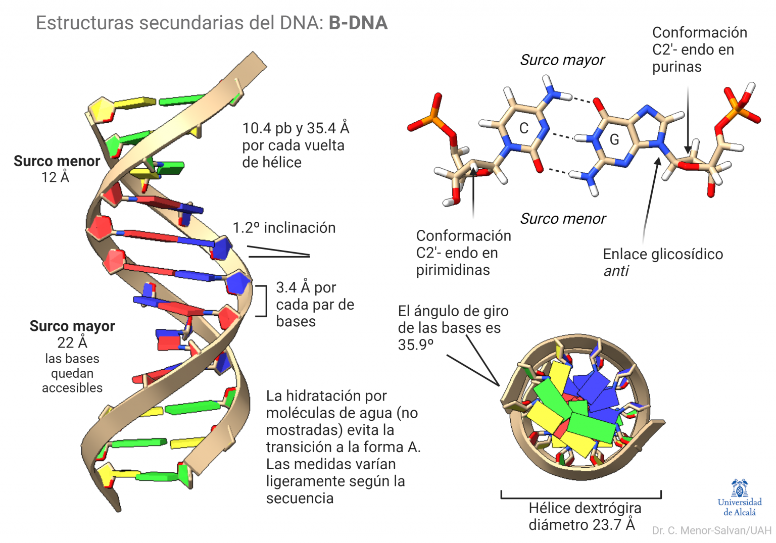 Estructuras del ADN - ChemEvol