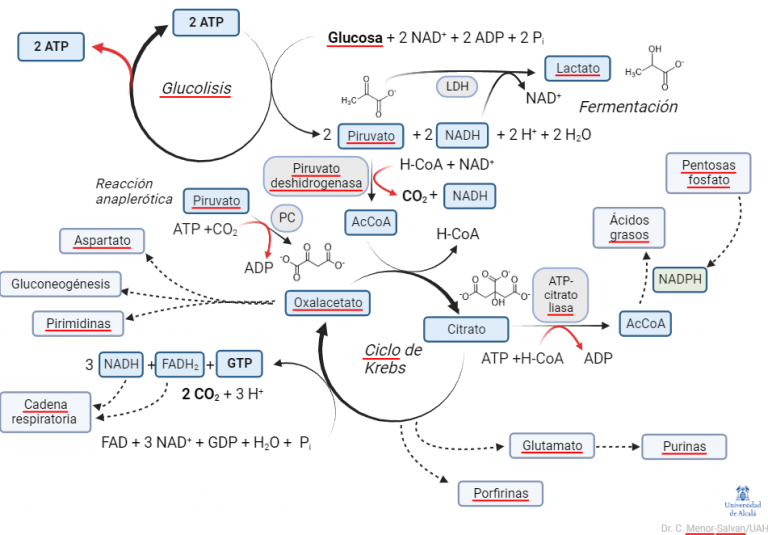 Cambiando la perspectiva: la glucolisis como ciclo autocatalítico y la ...