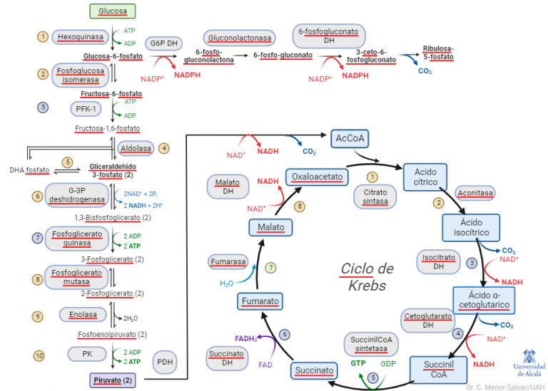 Cambiando la perspectiva: la glucolisis como ciclo autocatalítico y la entropía de la vida ...
