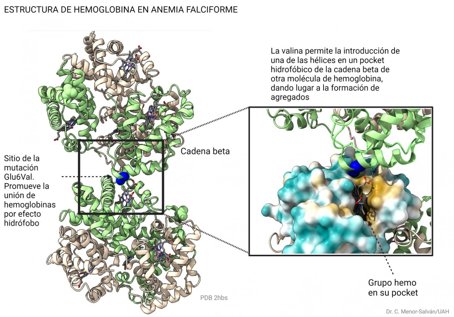 El plegamiento de proteínas y las mutaciones del código genético - ChemEvol