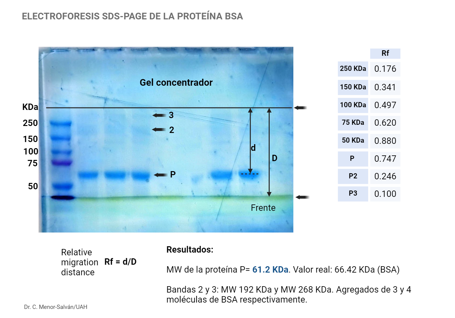 Electroforesis SDS-PAGE - ChemEvol